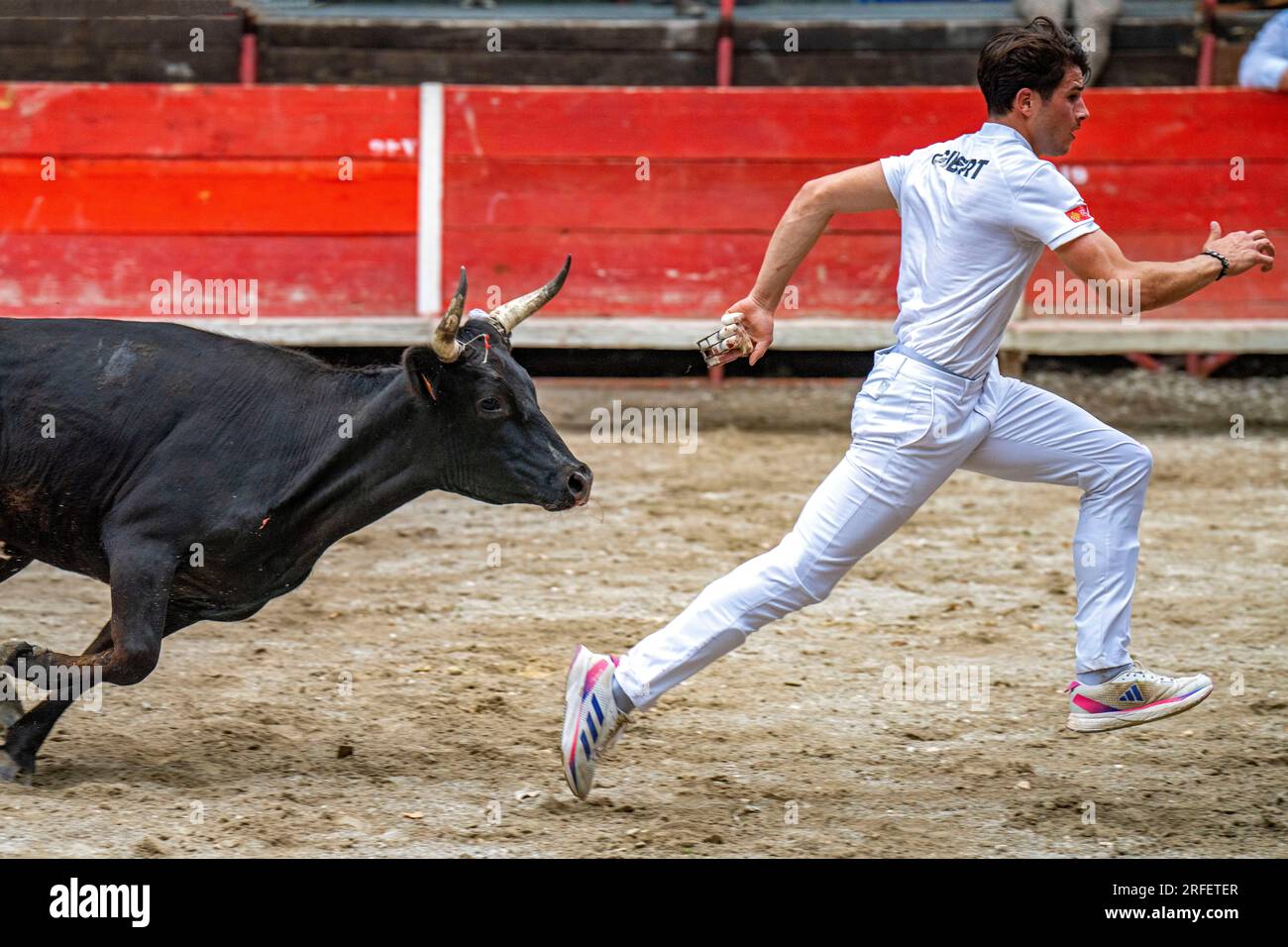 France, Gard, Vestric et Candiac, Camargue cow race, Kelian Gibert ...