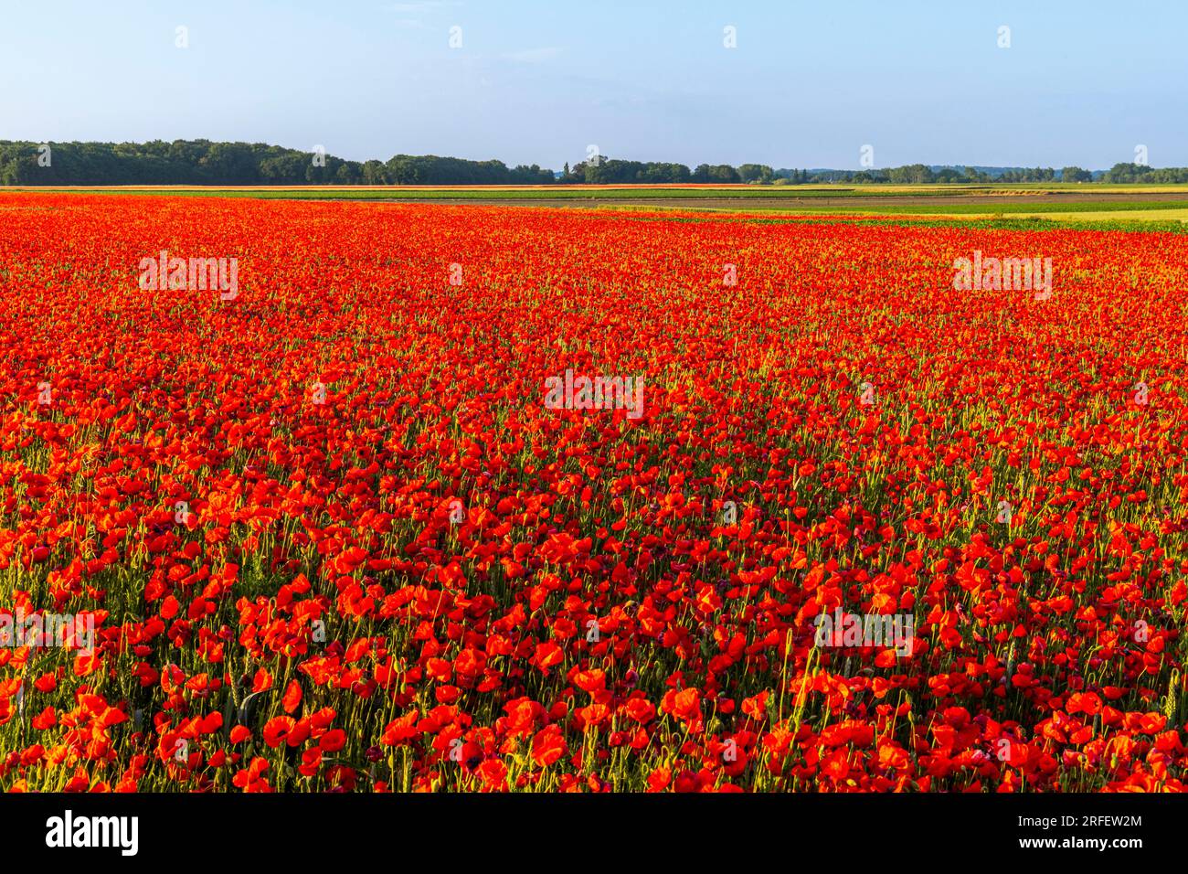 France, Somme, Baie de Somme, Saint-Valery-sur-Somme, Fields of poppies ...