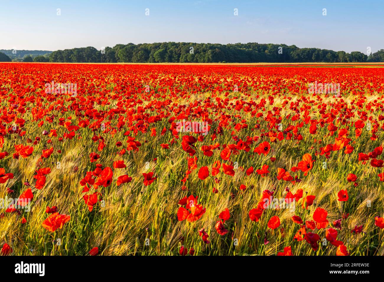 France, Somme, Baie de Somme, Saint-Valery-sur-Somme, Fields of poppies ...