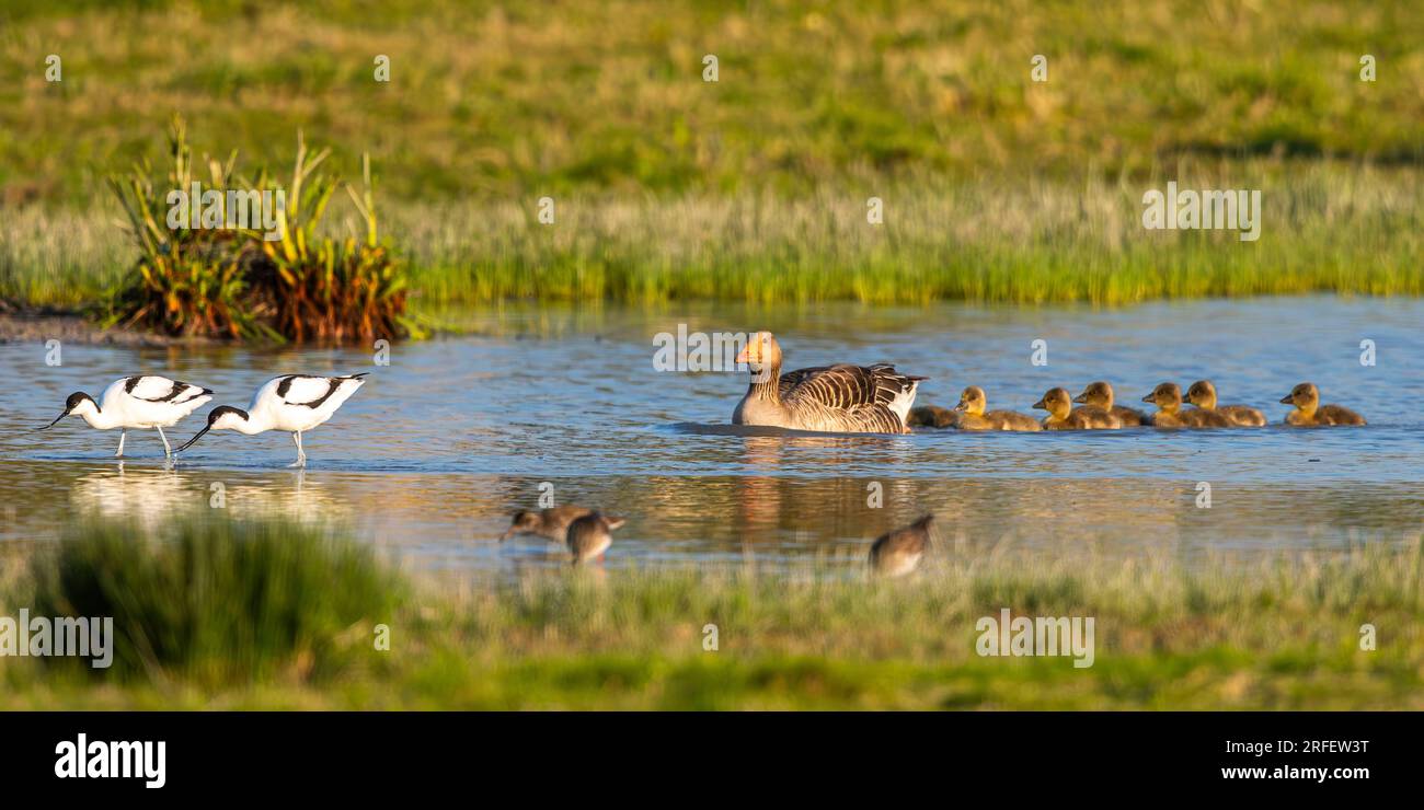 France, Somme, Baie de Somme, Le Hourdel, La maison de la baie de Somme ...