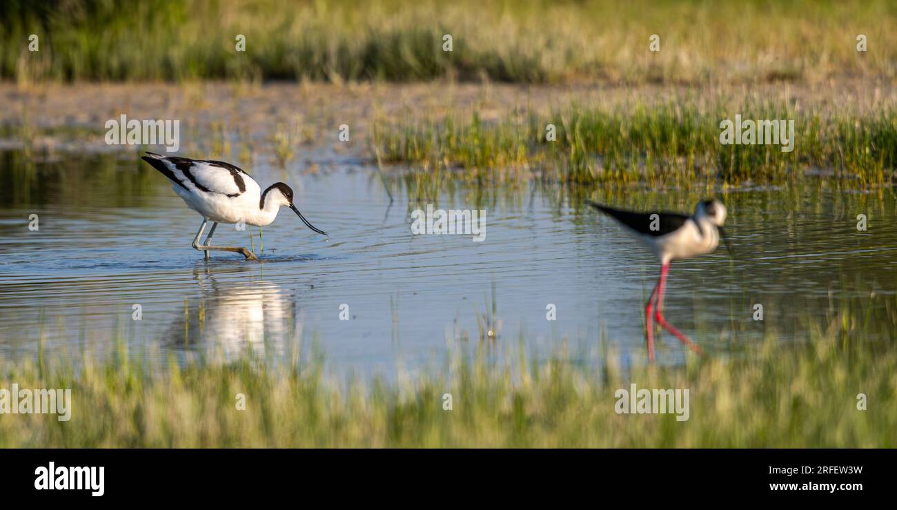 France, Somme, Baie de Somme, Le Hourdel, La maison de la baie de Somme ...