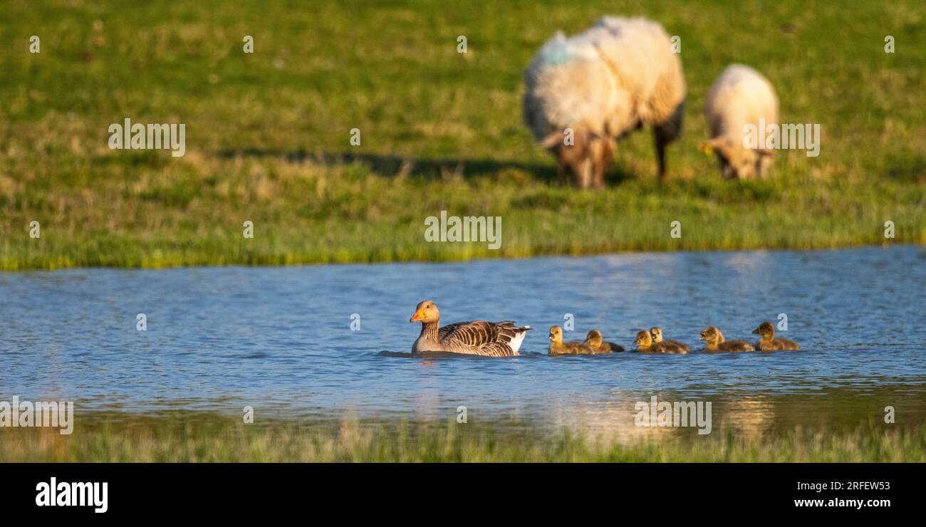 France, Somme, Baie de Somme, Le Hourdel, La maison de la baie de Somme ...