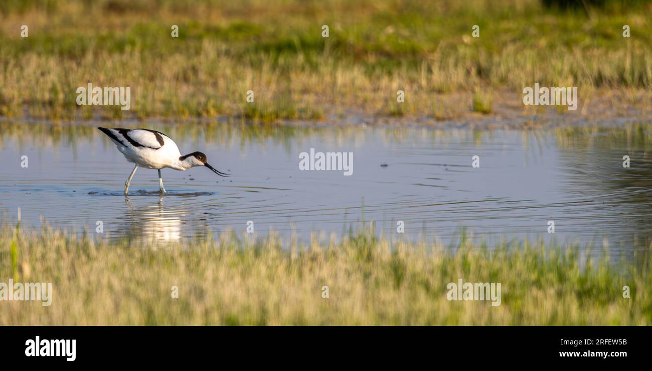 France, Somme, Baie de Somme, Le Hourdel, La maison de la baie de Somme ...