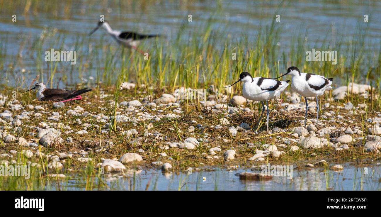 France, Somme, Baie de Somme, Le Crotoy, Marais du Crotoy, Avocette ...