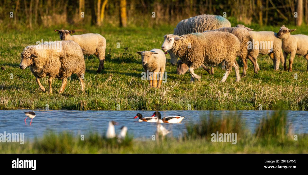 France, Somme, Baie de Somme, Le Hourdel, La maison de la baie de Somme ...
