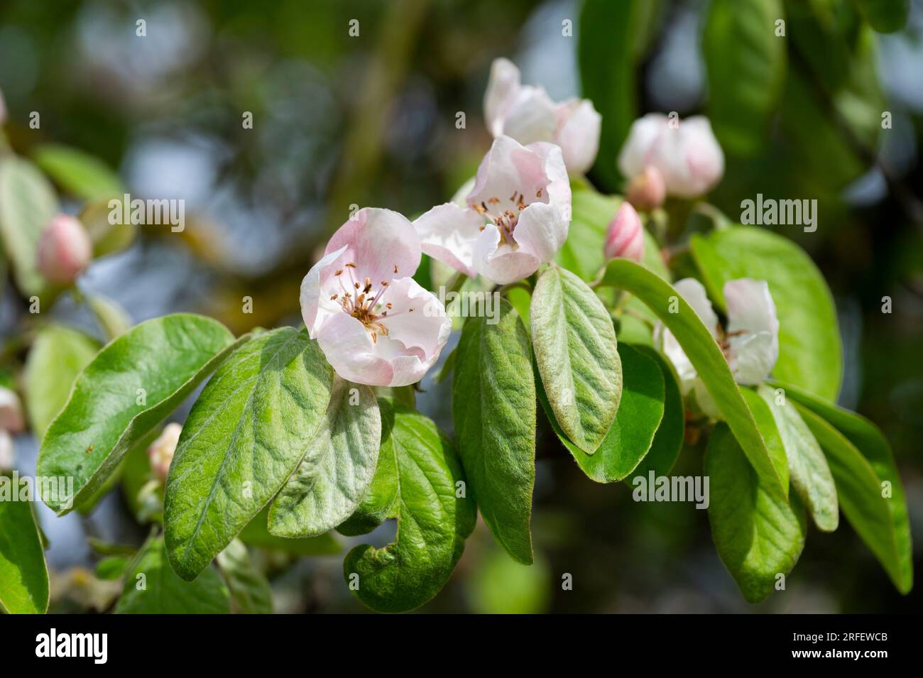 France, Yvelines, Versailles, UNESCO World Heritage Site, the king’s ...
