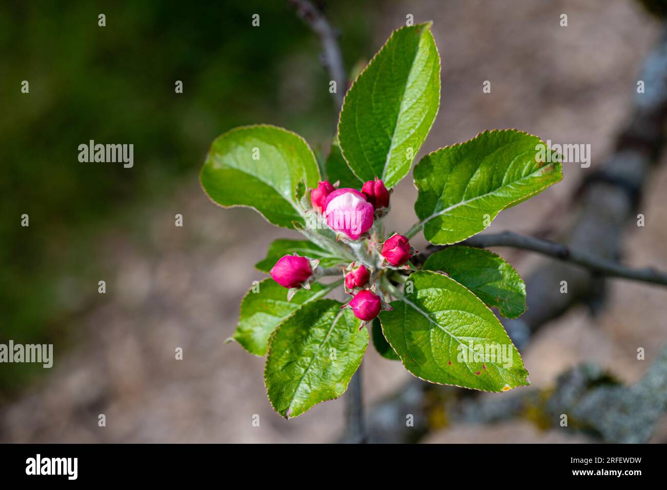 France, Yvelines, Versailles, UNESCO World Heritage Site, the king’s ...