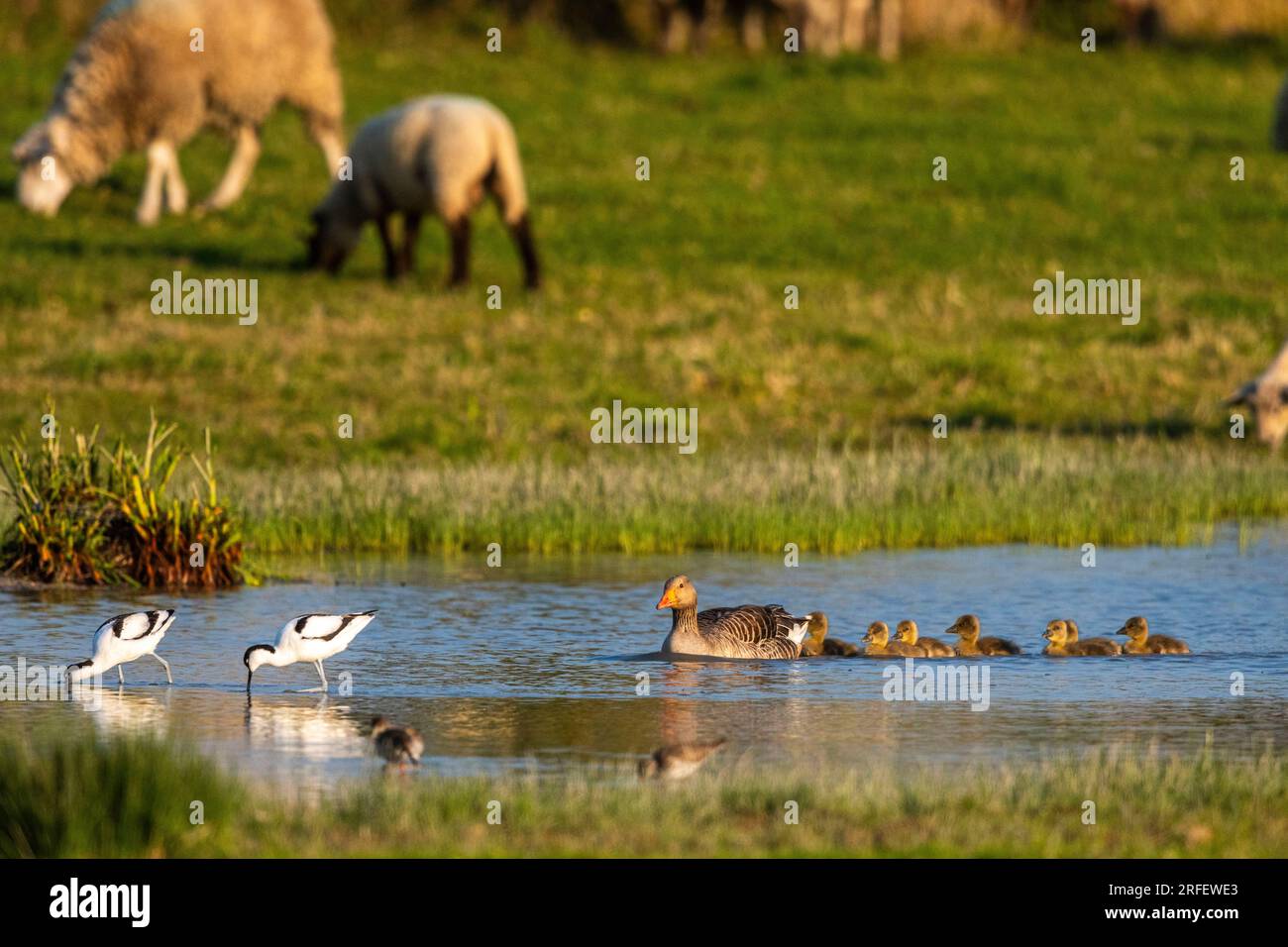 France, Somme, Baie de Somme, Le Hourdel, La maison de la baie de Somme ...