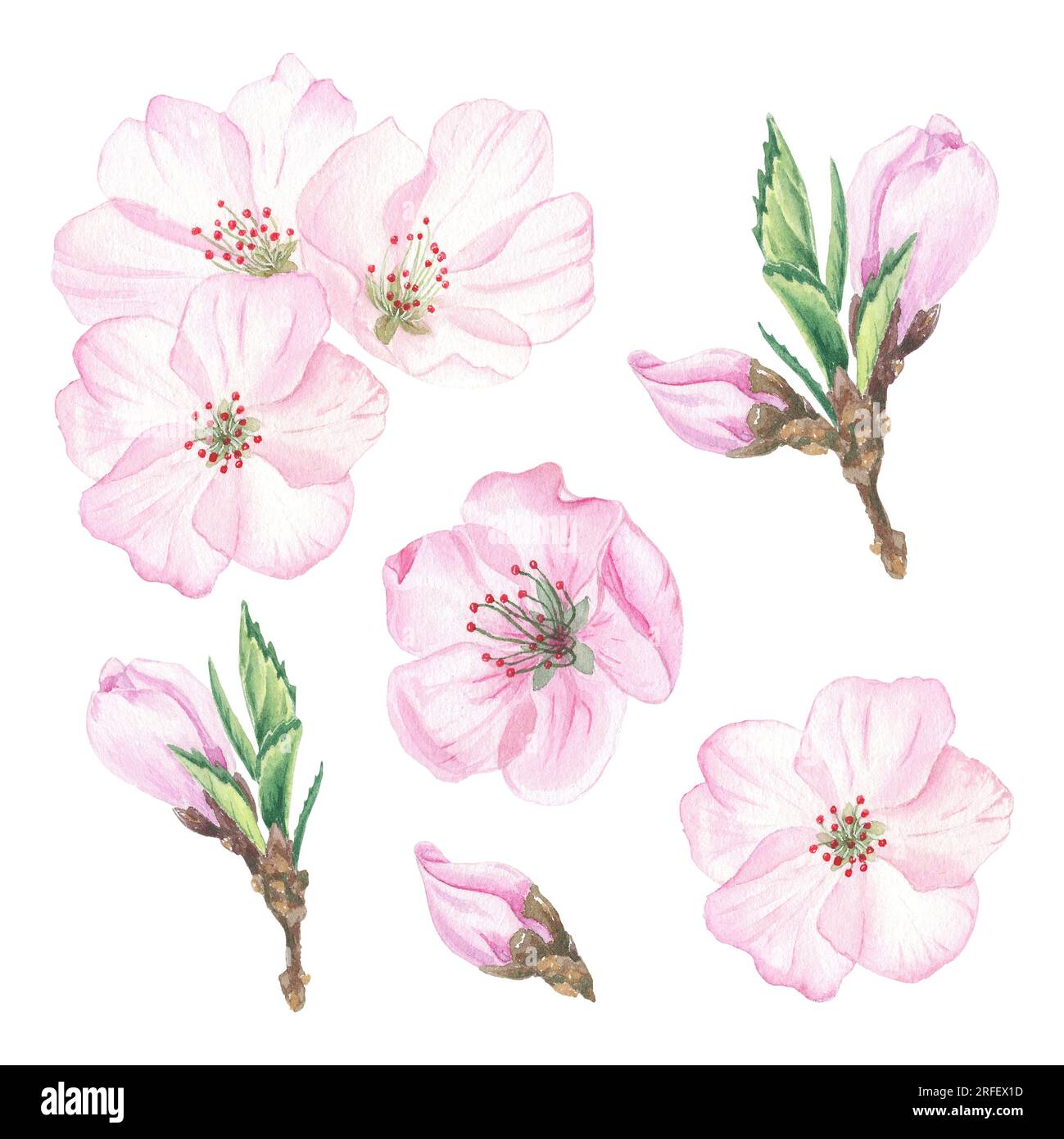 Cherry watercolor clipart, cherry blossom isolated in white background ...