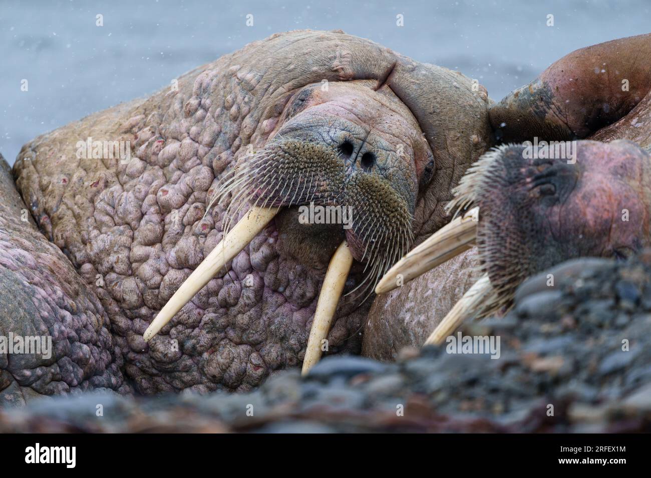 Walruses sleeping in the arctic wilderness of Svalbard Stock Photo - Alamy