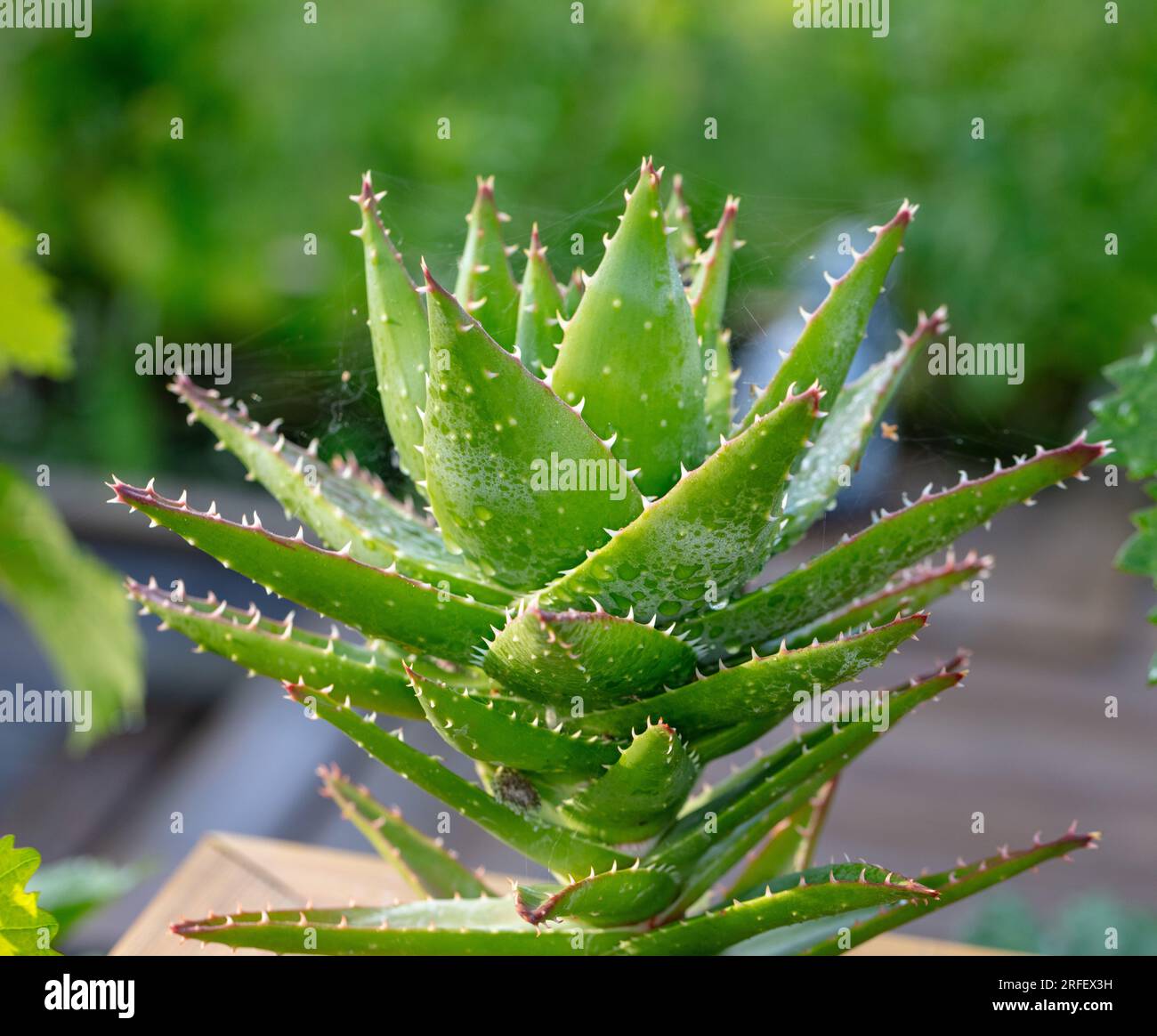 Kortbladig hi-res stock photography and images - Alamy