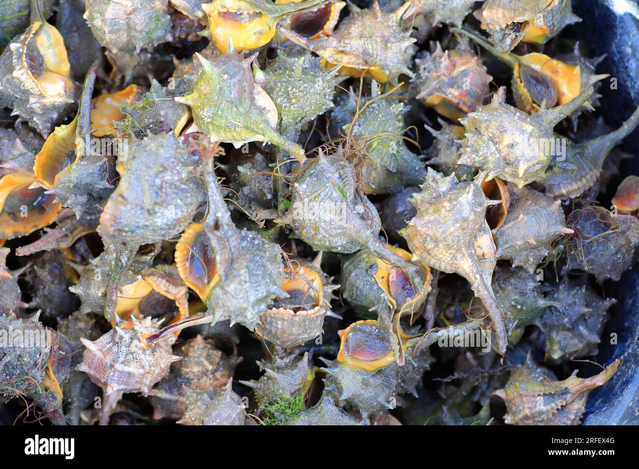 France, Herault, Agde, Grau d'Agde, fishing port, pointed murex shells ...