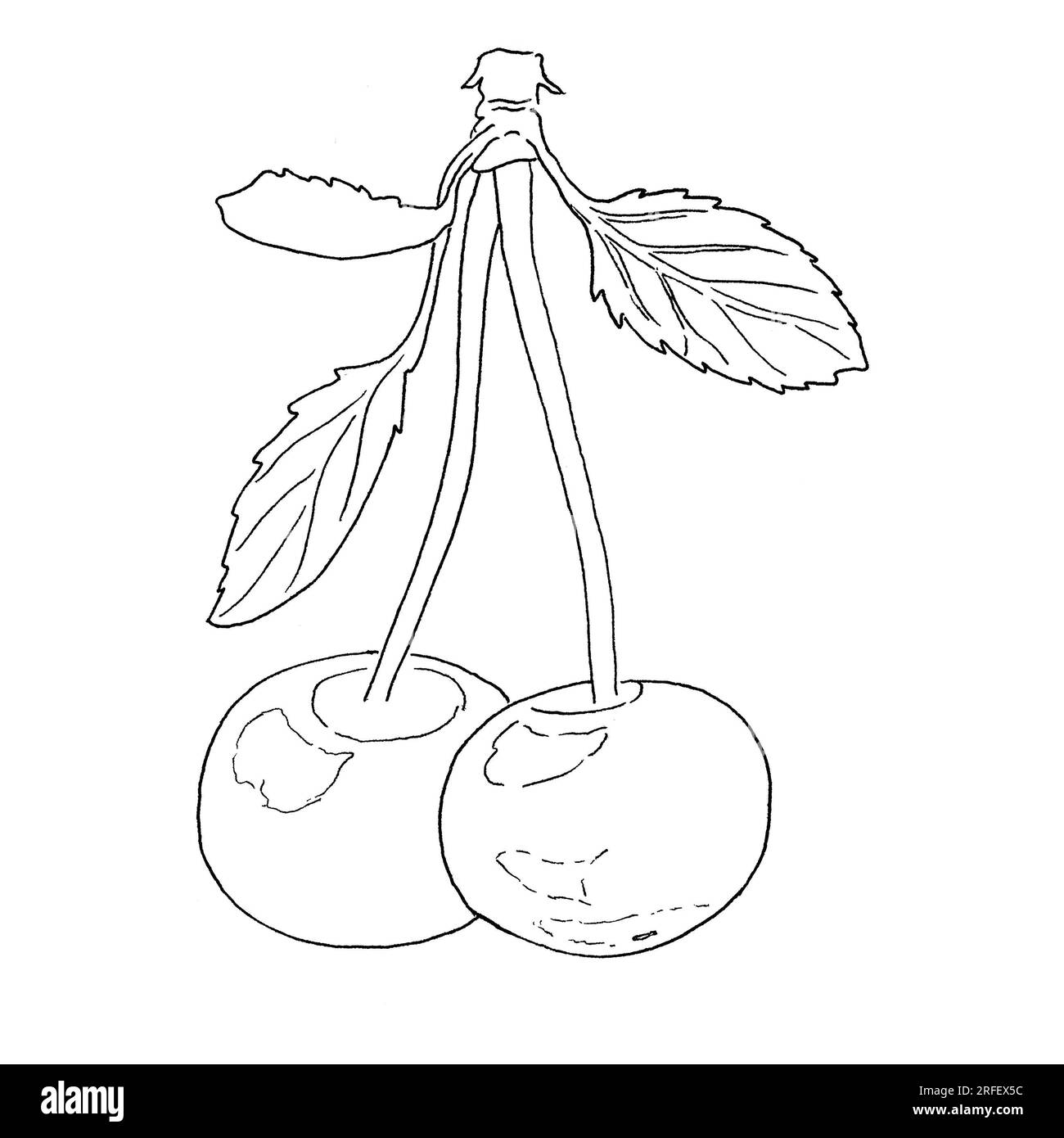 Cherry graphic isolated in white background, fruit. Element botanical ...