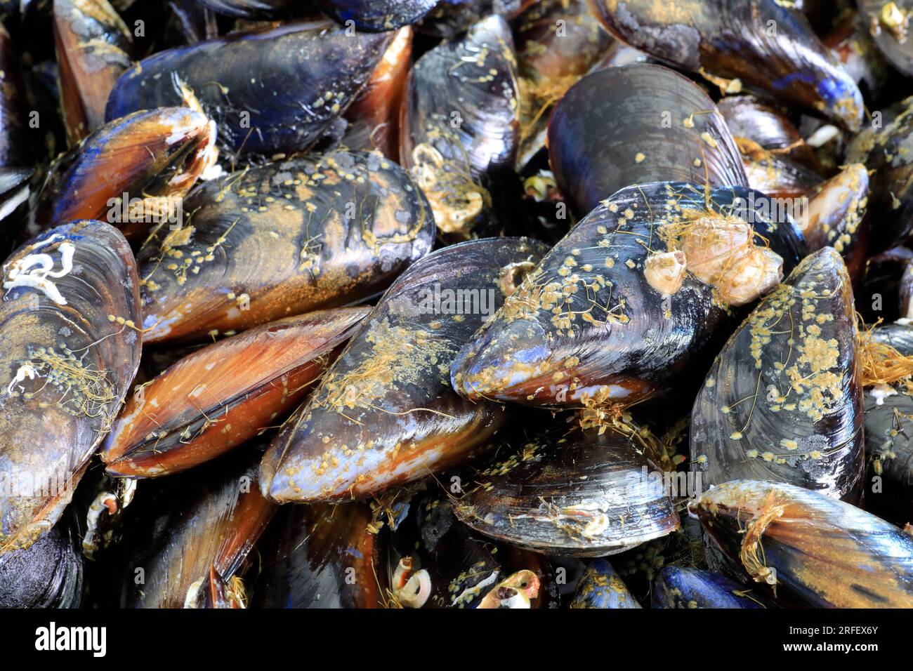 France, Herault, Etang de Thau, Loupian, mussels Stock Photo - Alamy