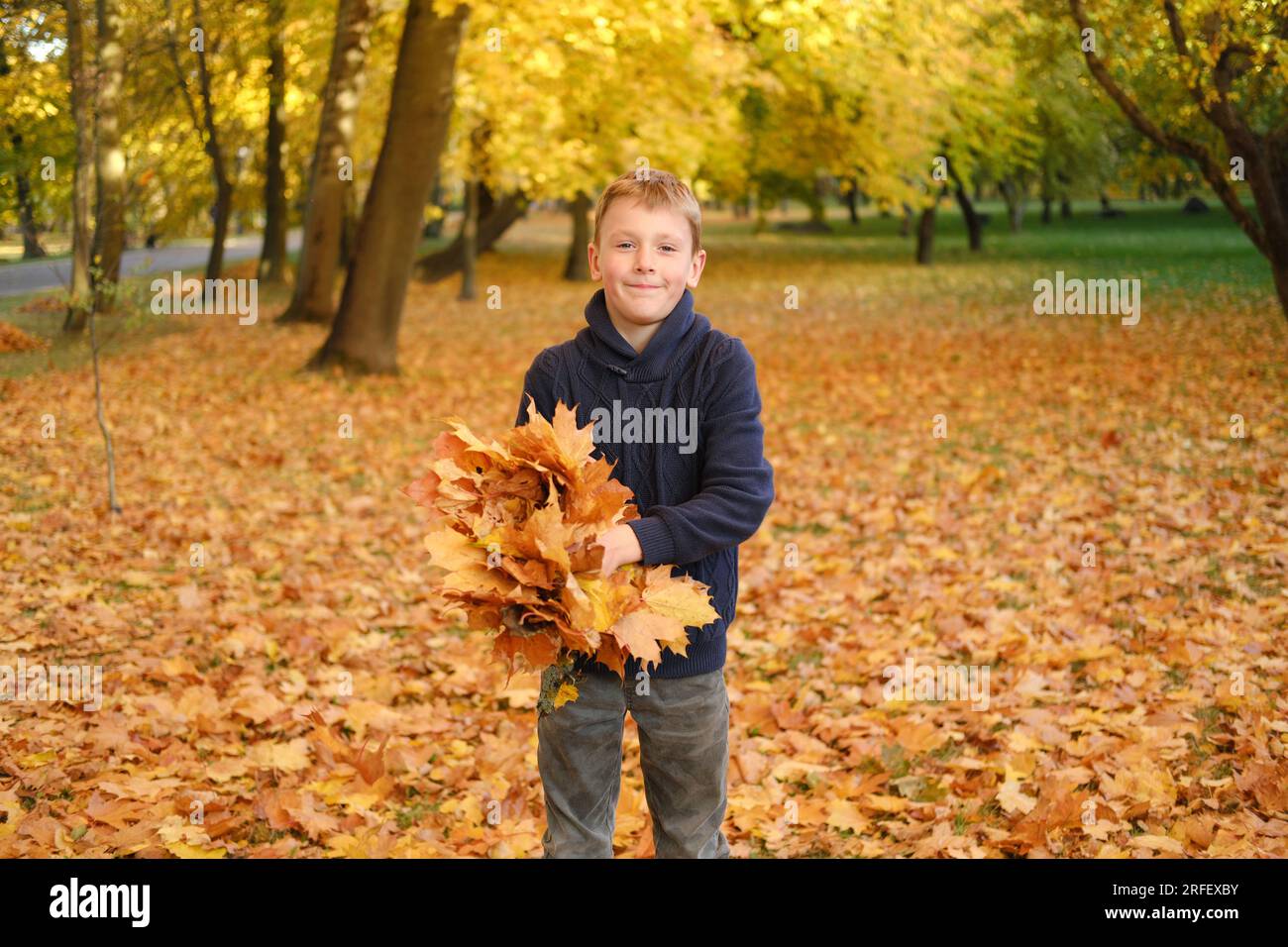 A cute cheerful boy collects an armful of autumn leaves and laughs. Boy ...
