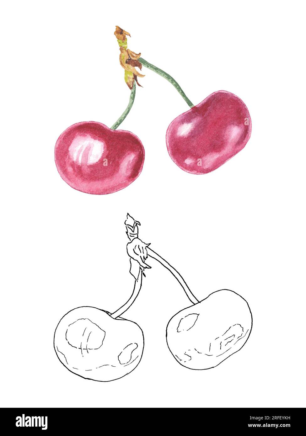 Cherry watercolor clipart, cherry blossom isolated in white background ...