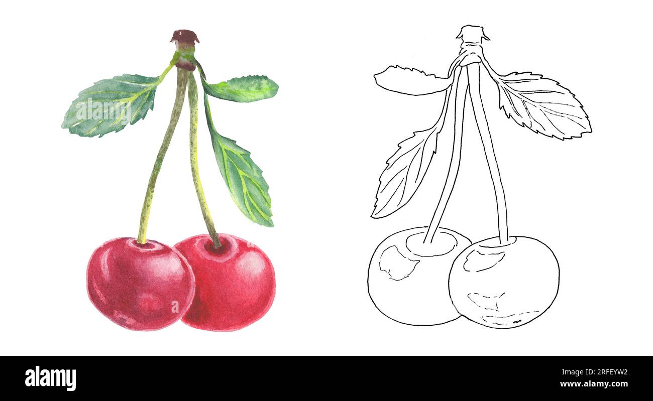 Cherry watercolor clipart, cherry blossom isolated in white background ...