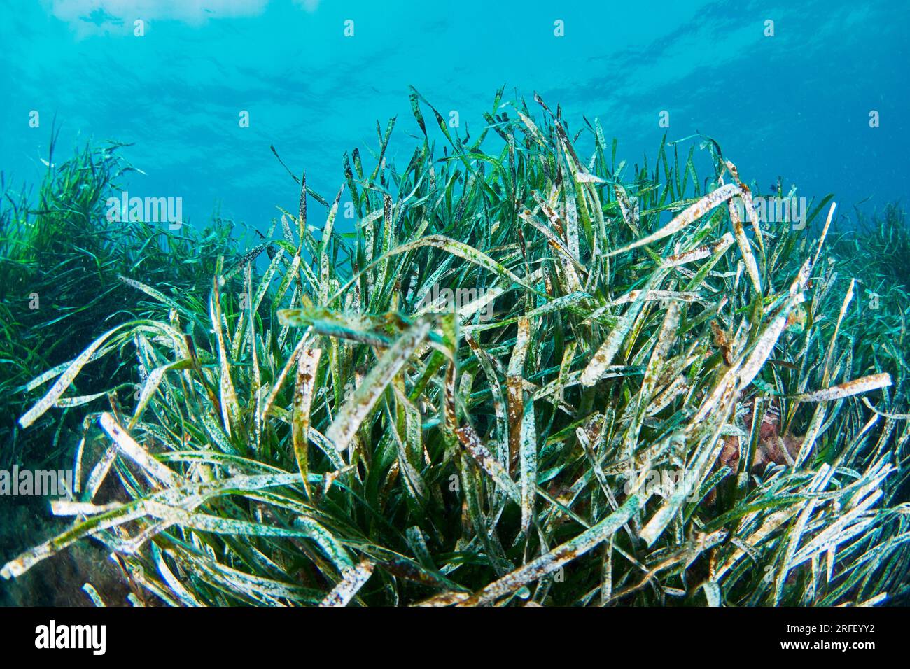 Neptune seagrass Posidonia oceanica underwater with natural sunlight in ...