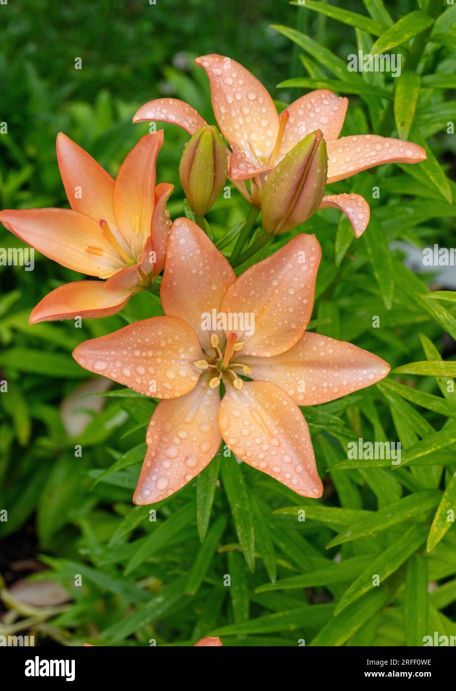 'Elodie' Asiatic Lily, Asiatisk lilja (Lilium asiatica Stock Photo - Alamy