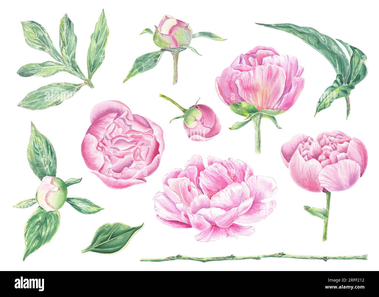 Watercolor peony clipart flower hand drawn in the botanical style for ...