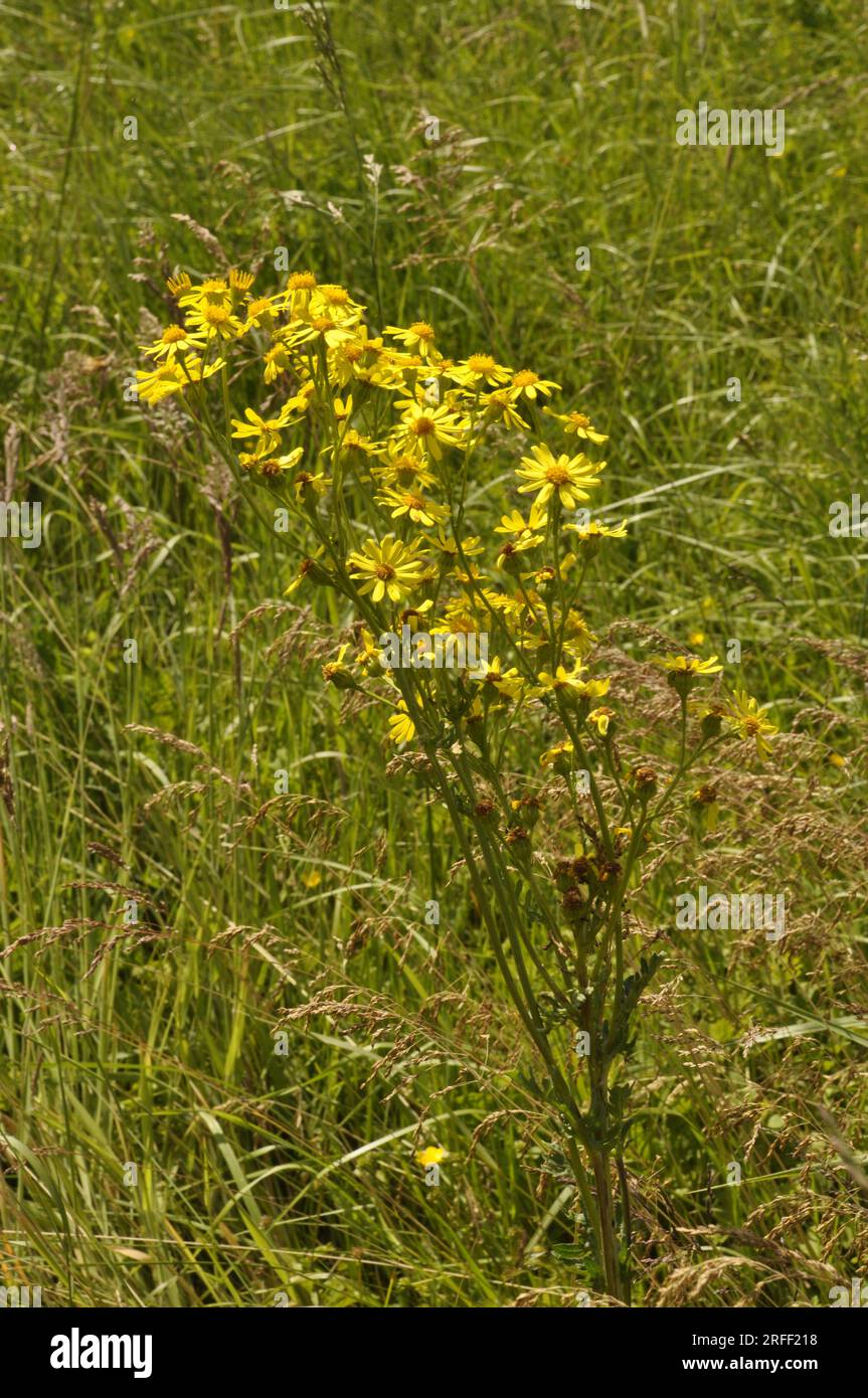 Jacobea vulgaris hi-res stock photography and images - Alamy