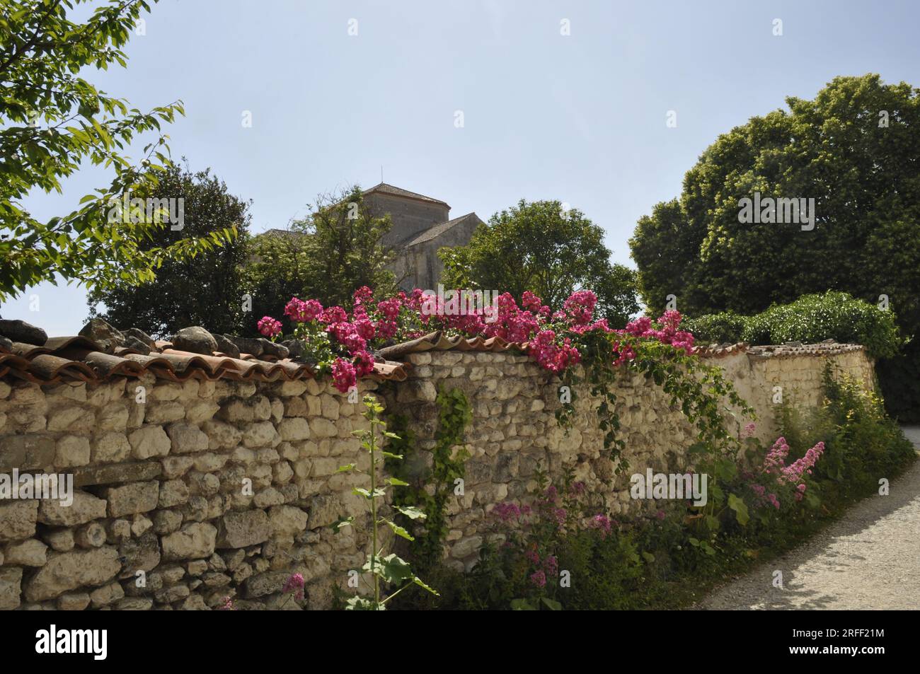 Pink climbing roses on stone hi-res stock photography and images - Alamy