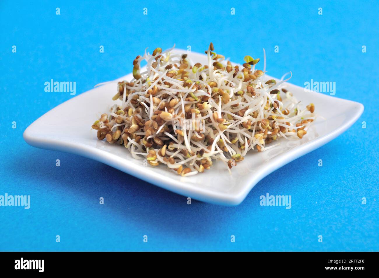 Alfafa seeds hi-res stock photography and images - Alamy