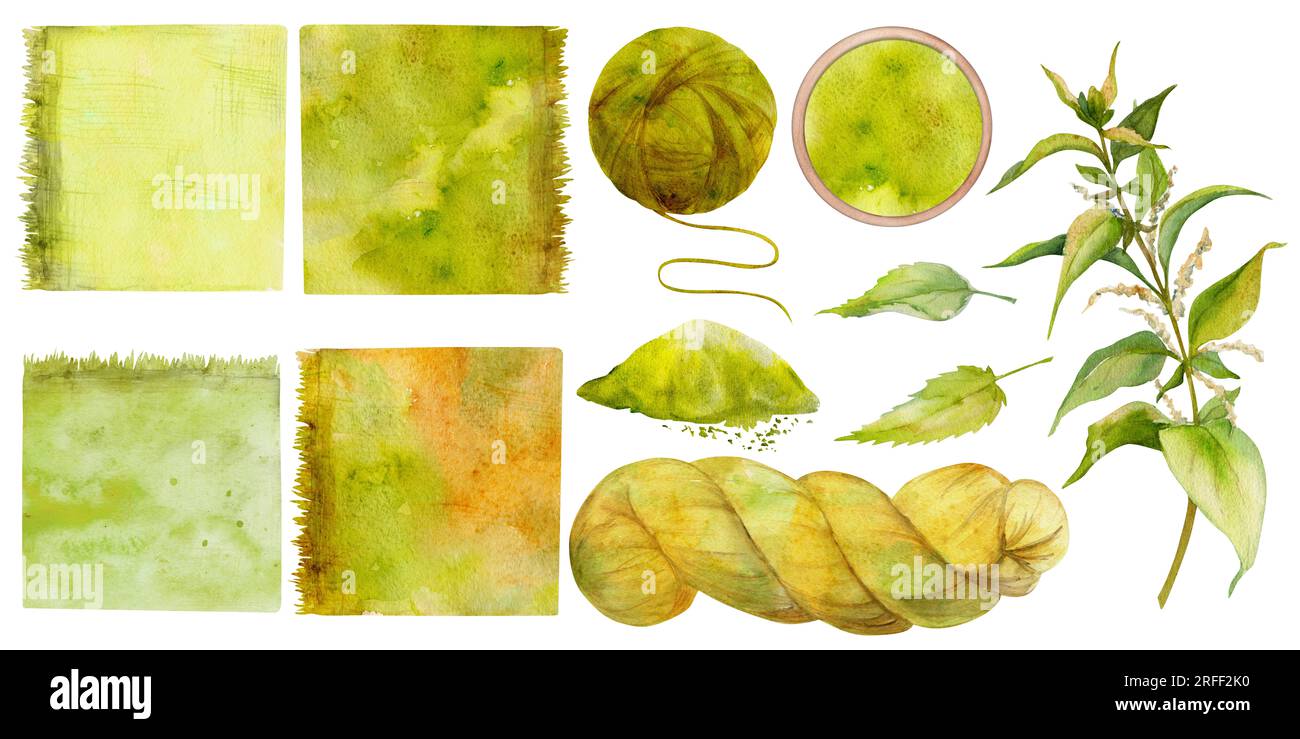 Hand drawn watercolor nettle natural plant dye, materials for hobby ...