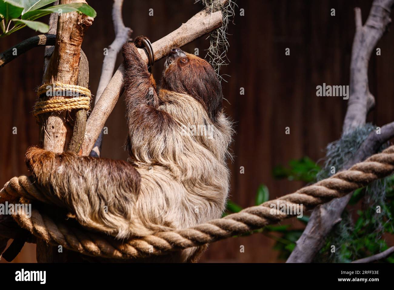 High canopy animals south america hi-res stock photography and images ...