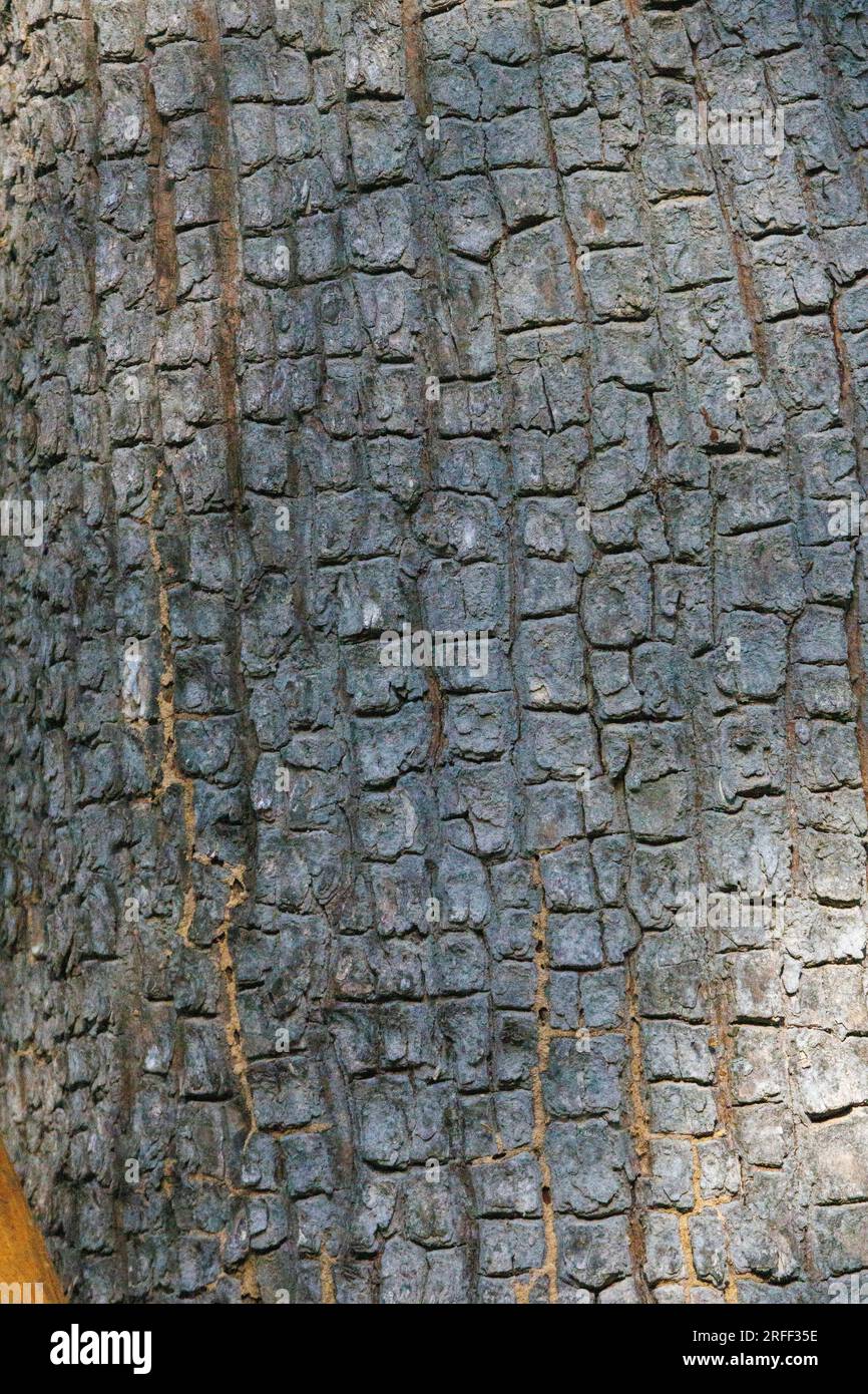 Terminalia elliptica hi-res stock photography and images - Alamy