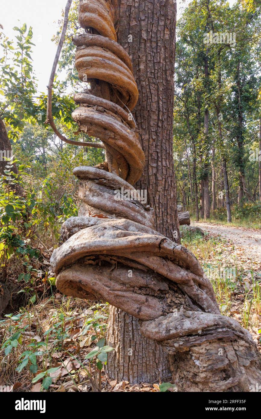 Nepal, Terai Region, Bardia or Bardiya National Park, Forest, Sal ...