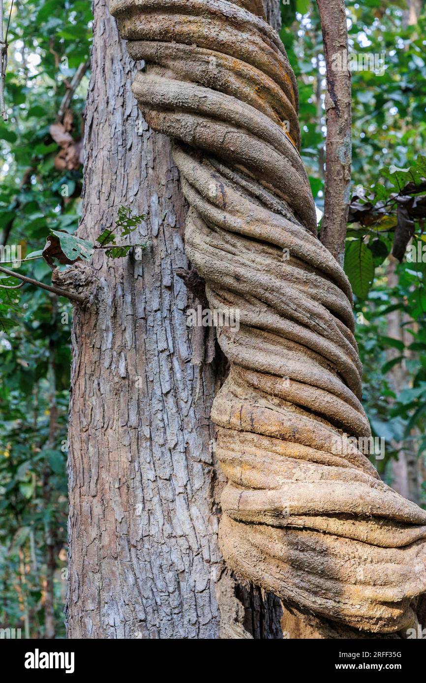 Nepal, Terai Region, Bardia or Bardiya National Park, Forest, Sal ...
