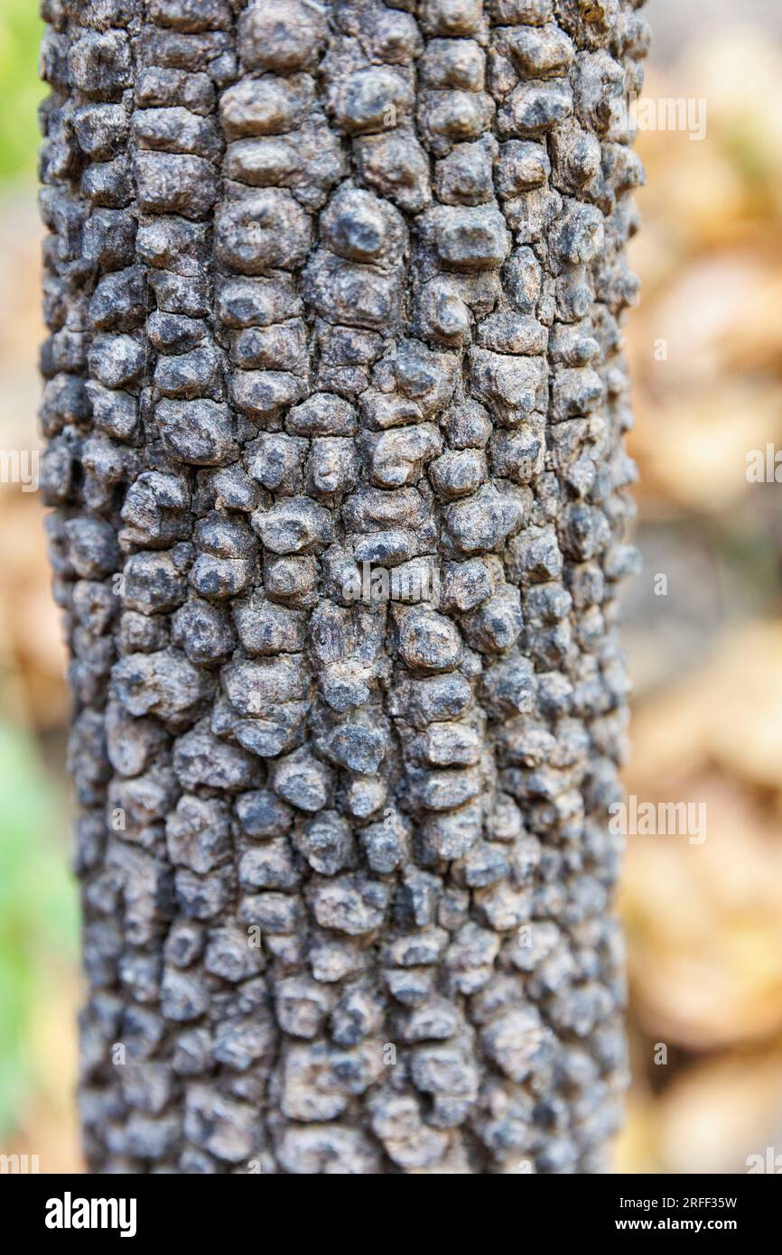 Nepal forest hi-res stock photography and images - Alamy