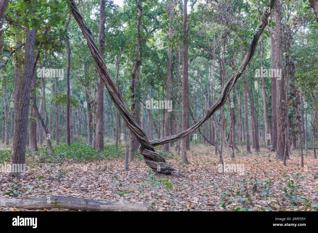 Nepal, Terai Region, Bardia or Bardiya National Park, Forest, Sal ...