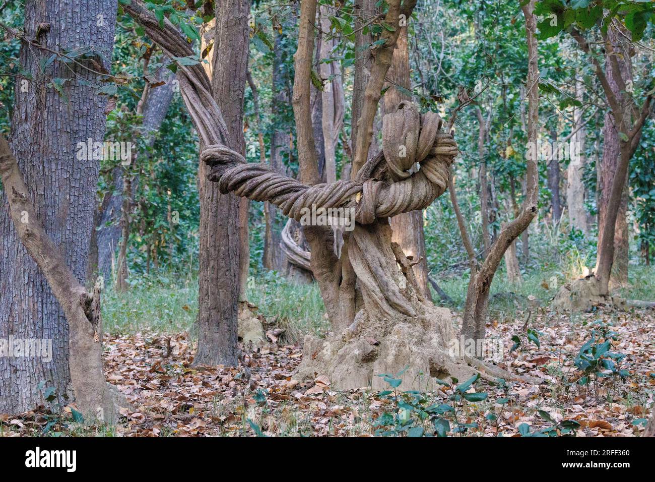Nepal, Terai Region, Bardia or Bardiya National Park, Forest, Sal ...
