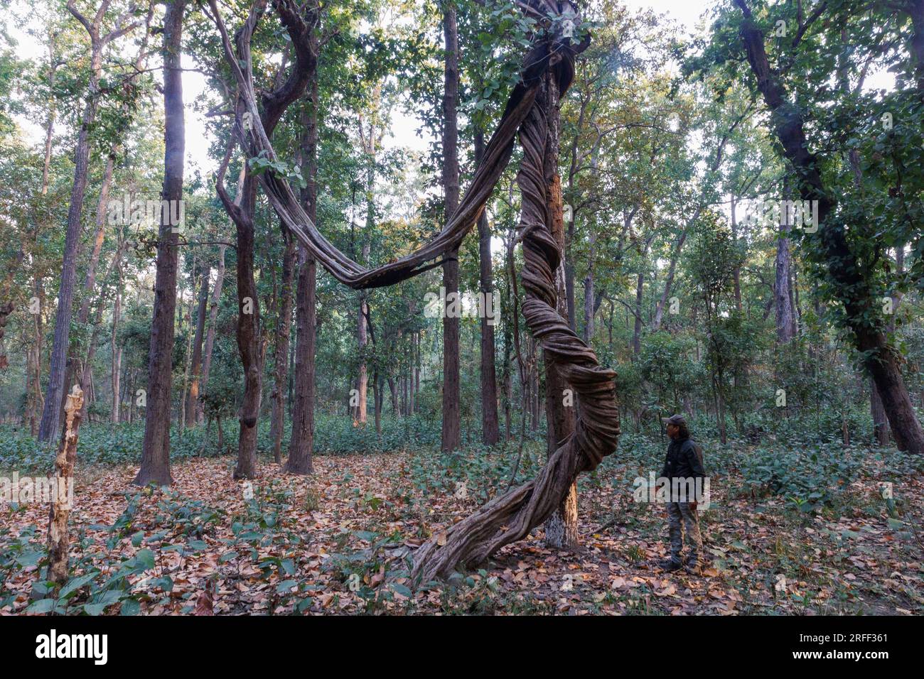 Nepal, Terai Region, Bardia or Bardiya National Park, Forest, Sal ...