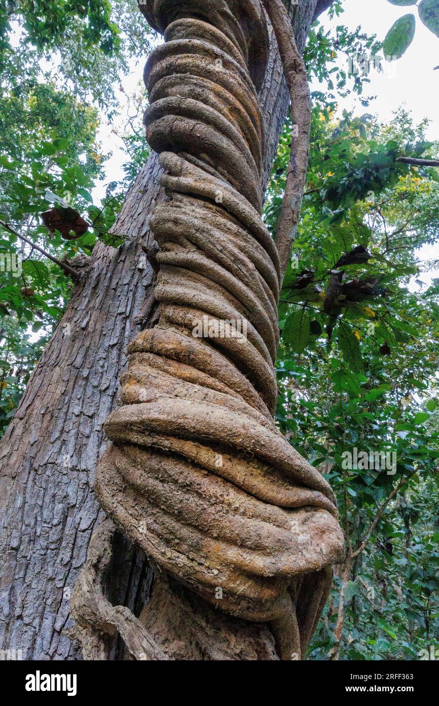 Nepal, Terai Region, Bardia or Bardiya National Park, Forest, Sal ...