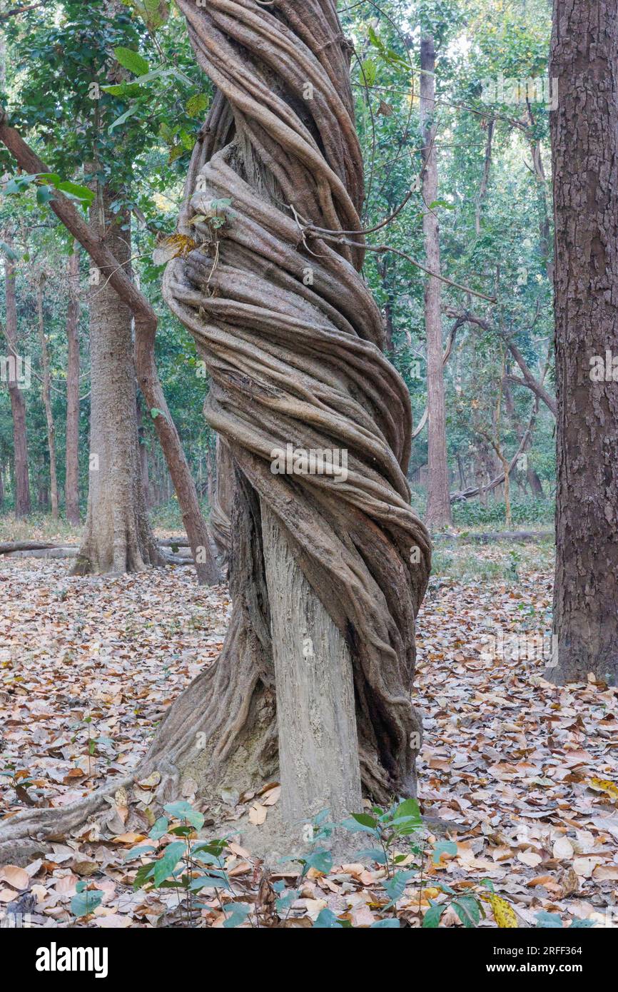 Nepal, Terai Region, Bardia or Bardiya National Park, Forest, Sal ...