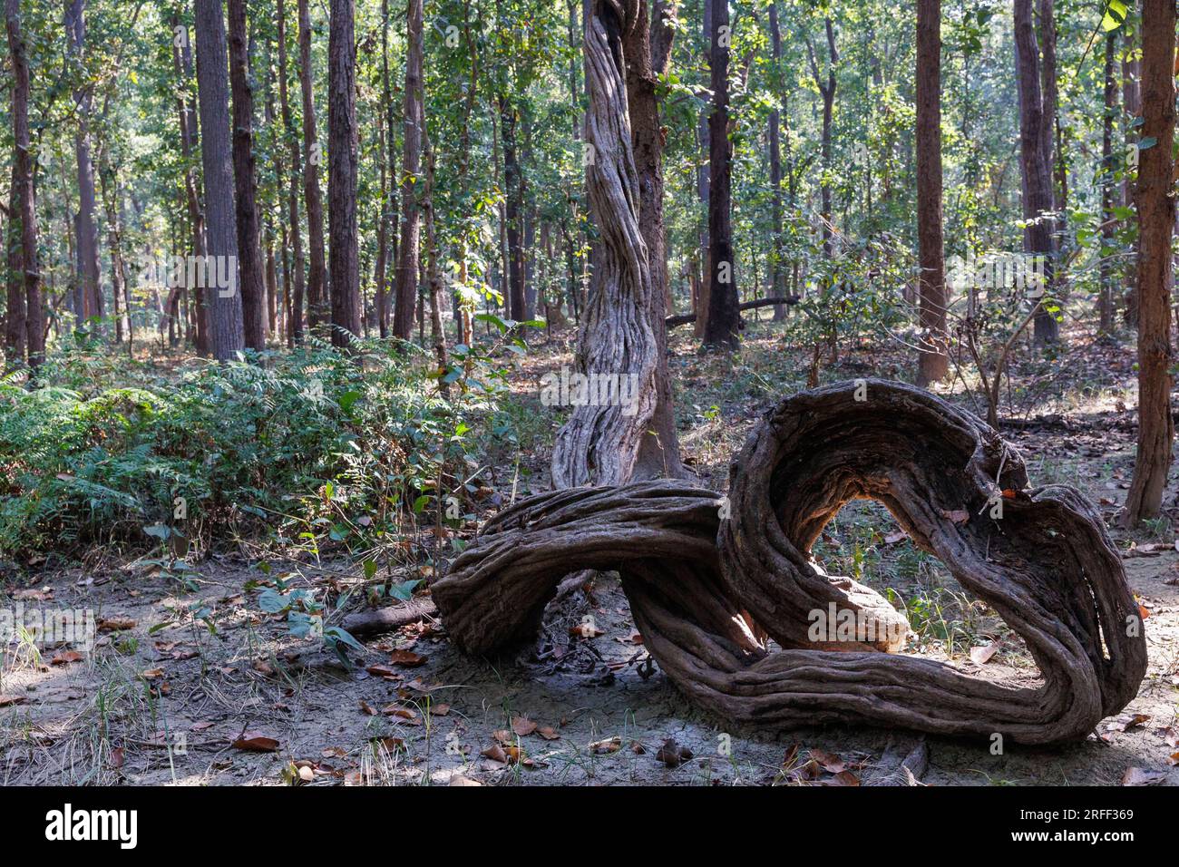 Sal tree forest hi-res stock photography and images - Alamy