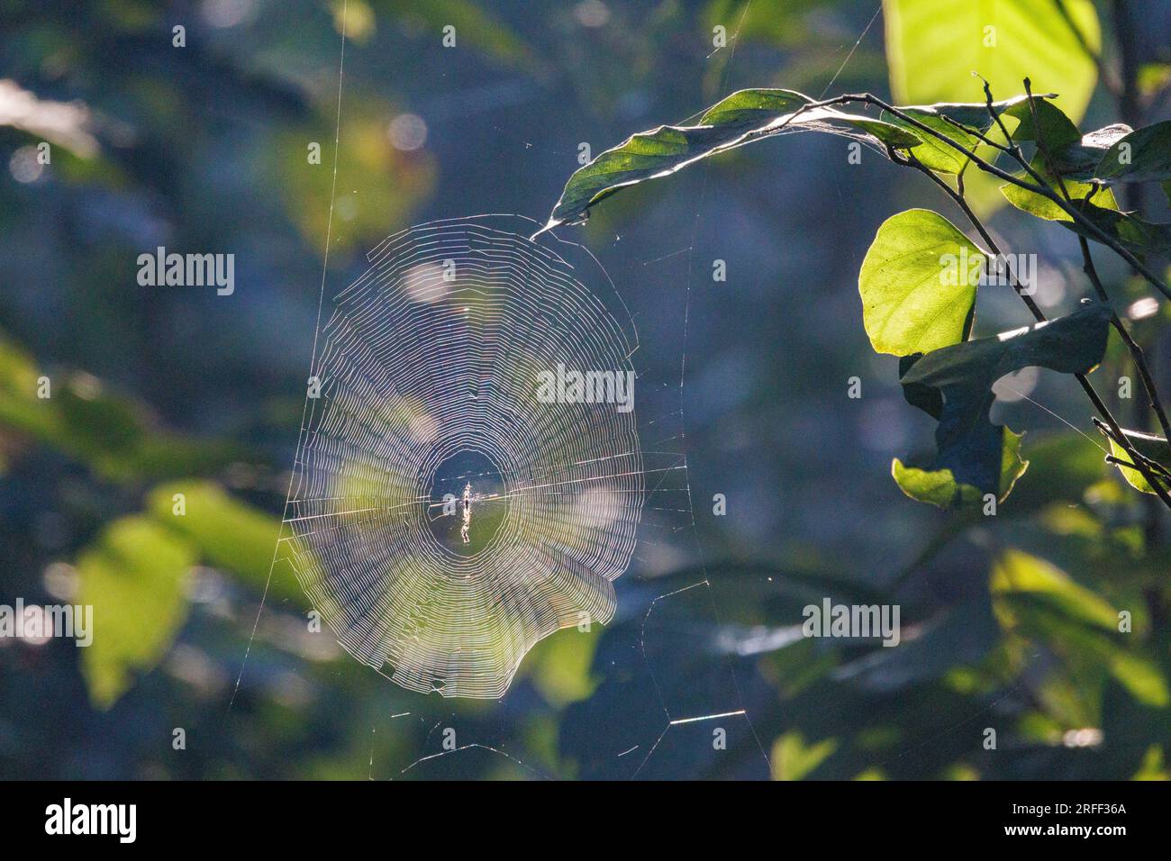 Nepal, Terai region, Bardia or Bardiya National Park, Forest, Sal ...