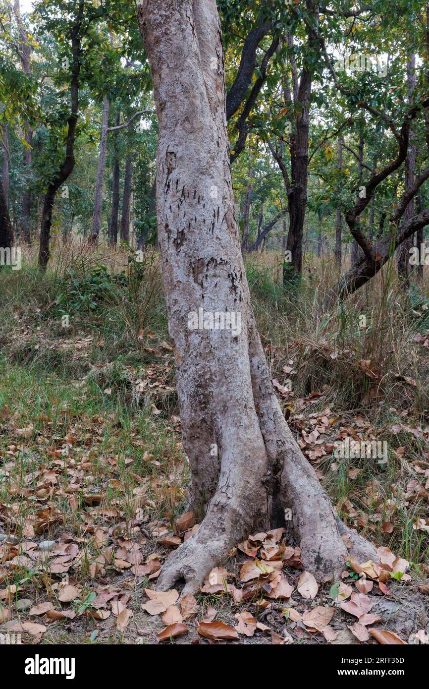 Tiger claw tree hi-res stock photography and images - Alamy