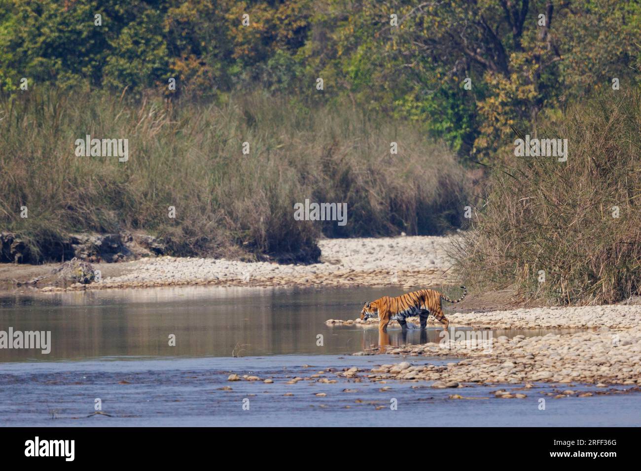 Nepal, Terai region, Bardia or Bardiya National Park, Forest, Bengal Tiger (Panthera tigris ...