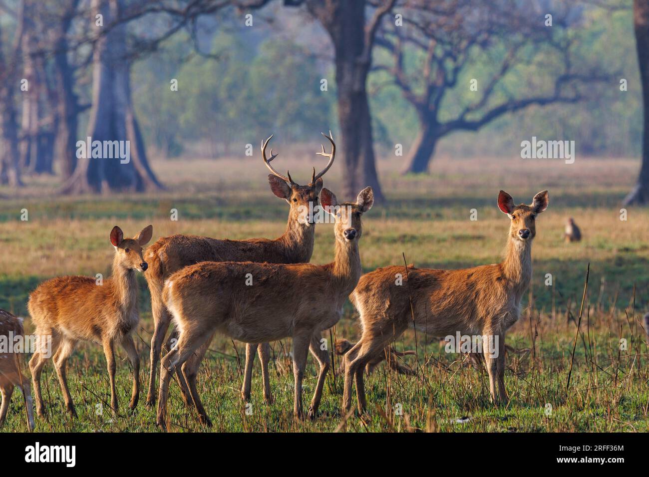 Swamp deer nepal hi-res stock photography and images - Alamy