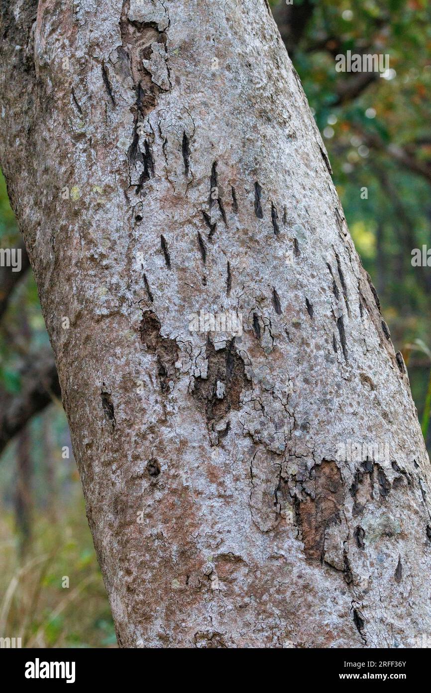 Nepal, Terai region, Bardia or Bardiya National Park, Forest, Sal ...
