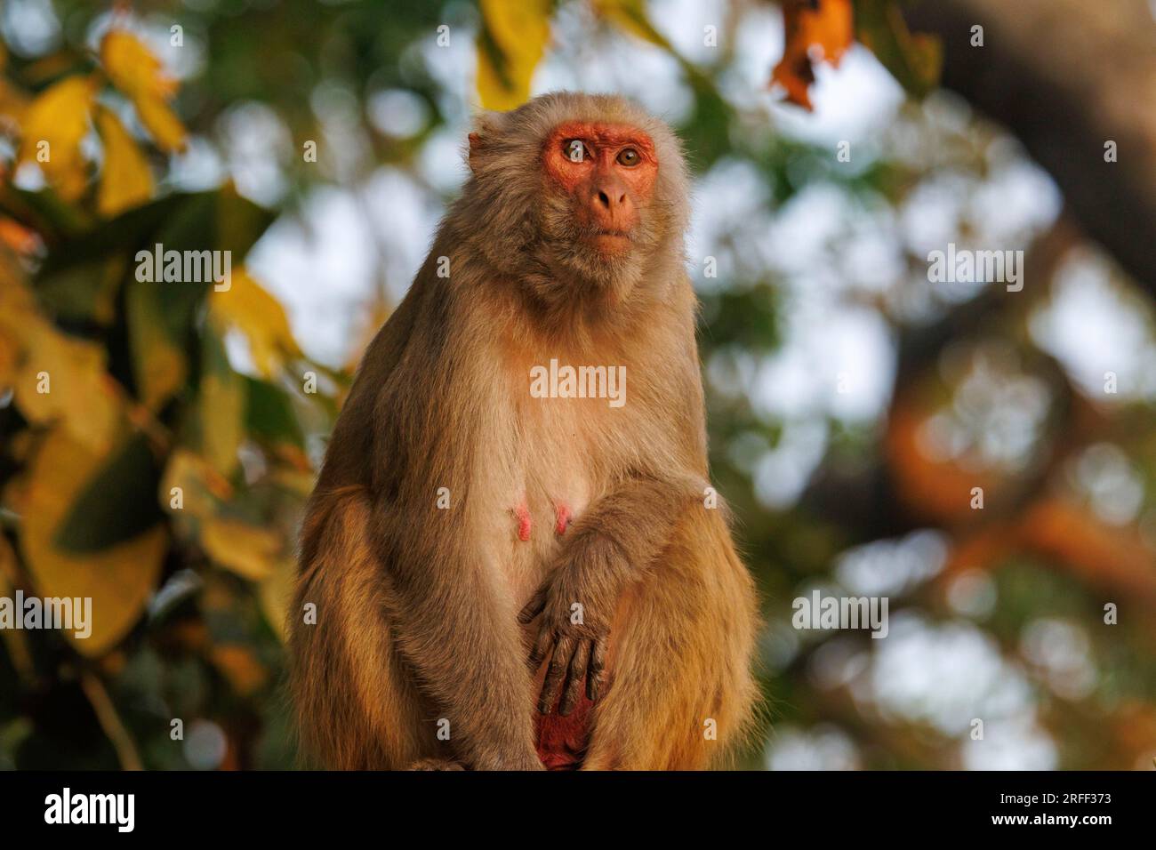 Nepal, Terai region, Bardia or Bardiya National Park, Rhesus macaque ...