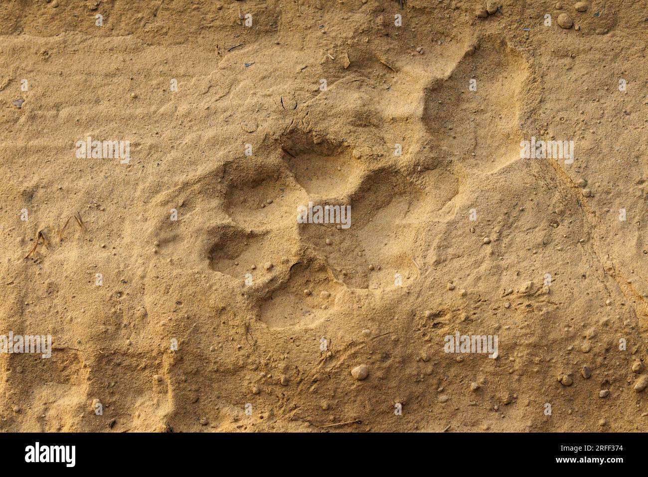 Nepal, Terai region, Bardia or Bardiya National Park, Tracks of the ...