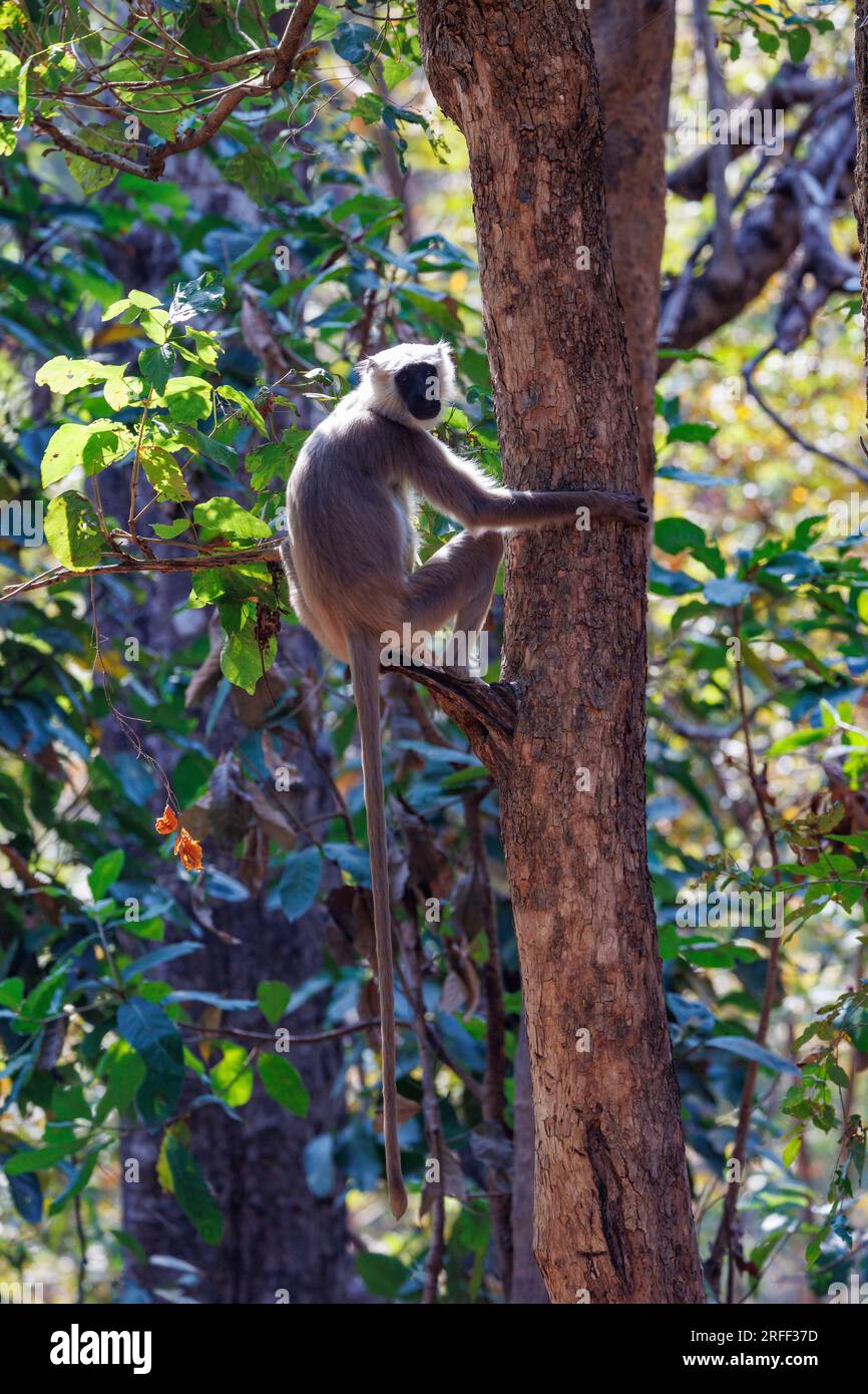 Jay hector hi-res stock photography and images - Alamy