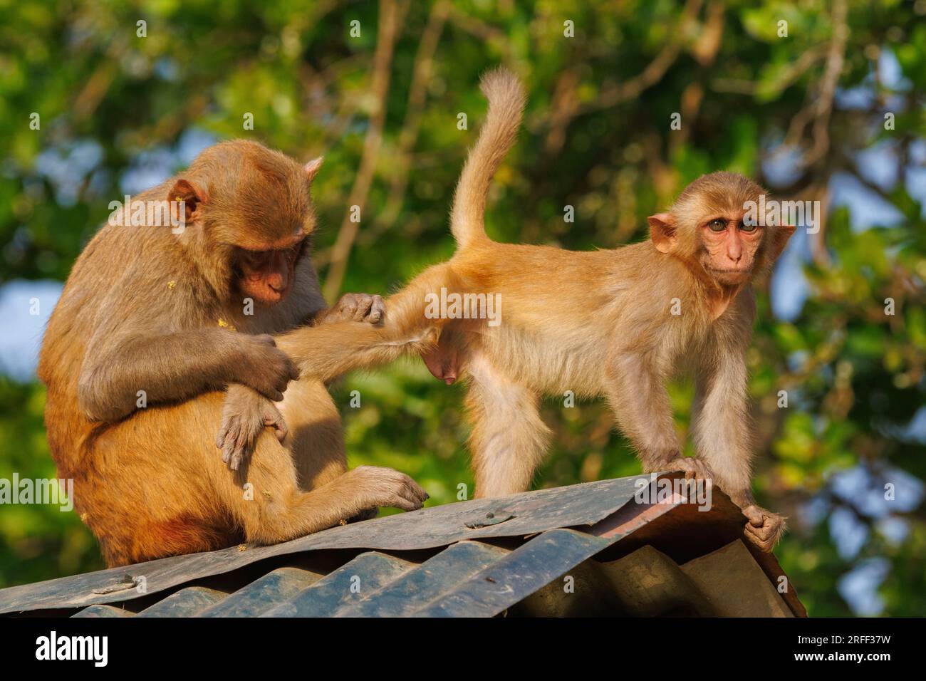 Nepal, Terai region, Bardia or Bardiya National Park, Rhesus macaque ...
