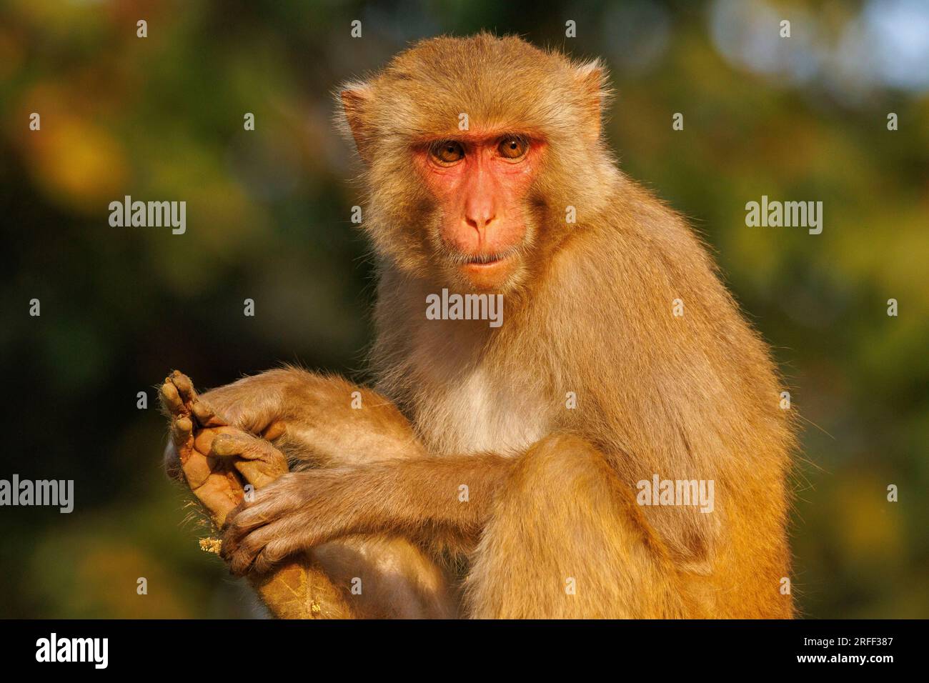 Nepal, Terai region, Bardia or Bardiya National Park, Rhesus macaque ...