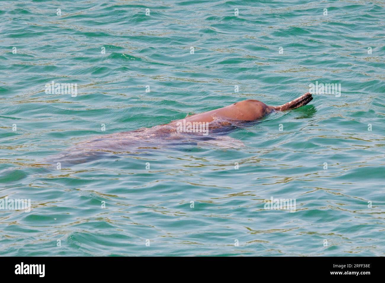 Nepal, Terai region, Bardia or Bardiya national park, blue waters of ...